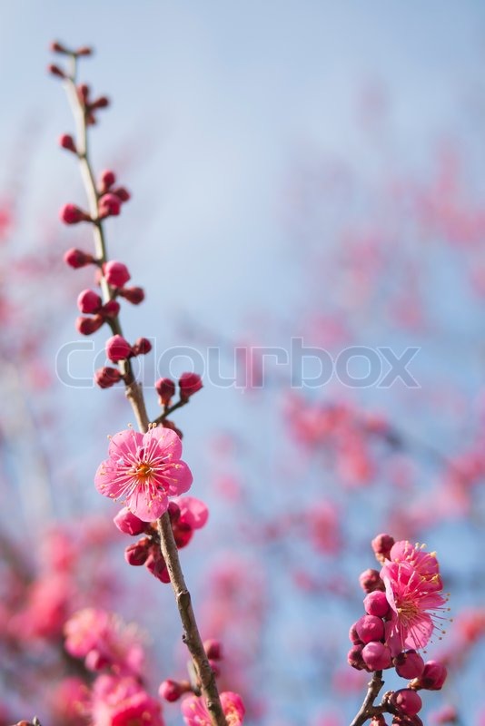 Pink blomme blomstre | Stock foto | Colourbox