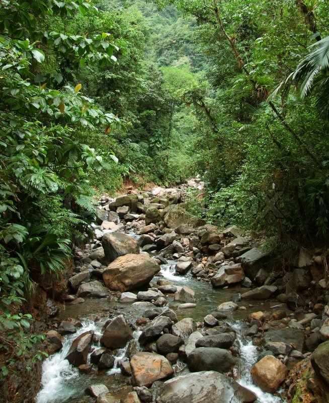 Jungle scenery including a small stream ... | Stock image | Colourbox