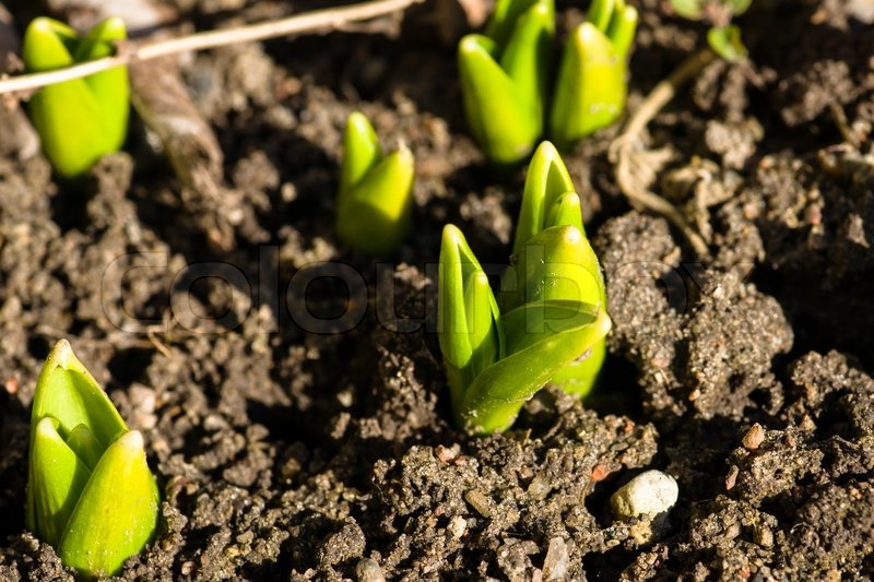 Sprout growing in soil | Stock Photo | Colourbox