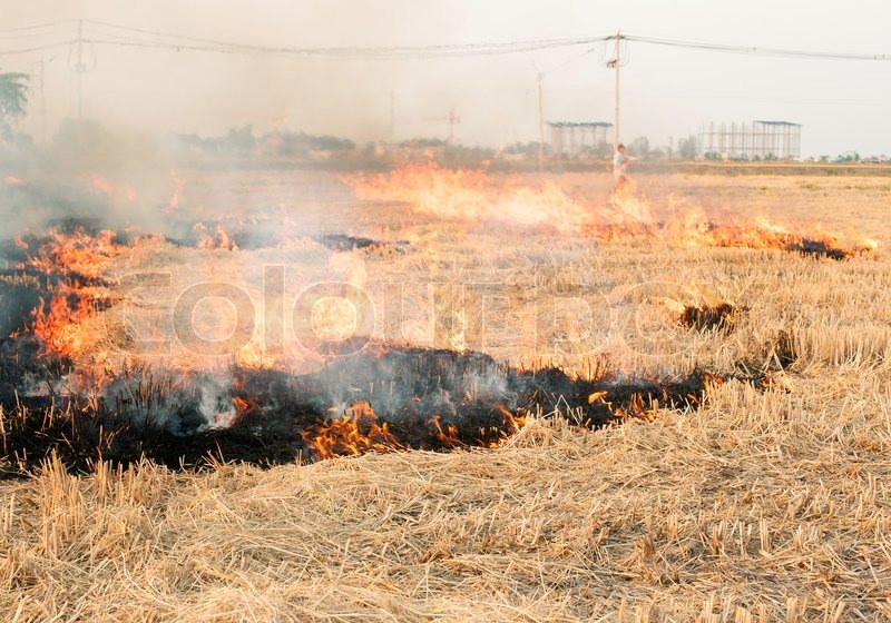 Burned fields | Stock image | Colourbox