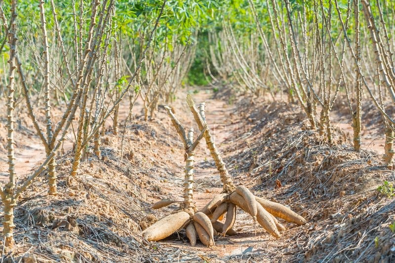 Cassava harvest | Stock Photo | Colourbox