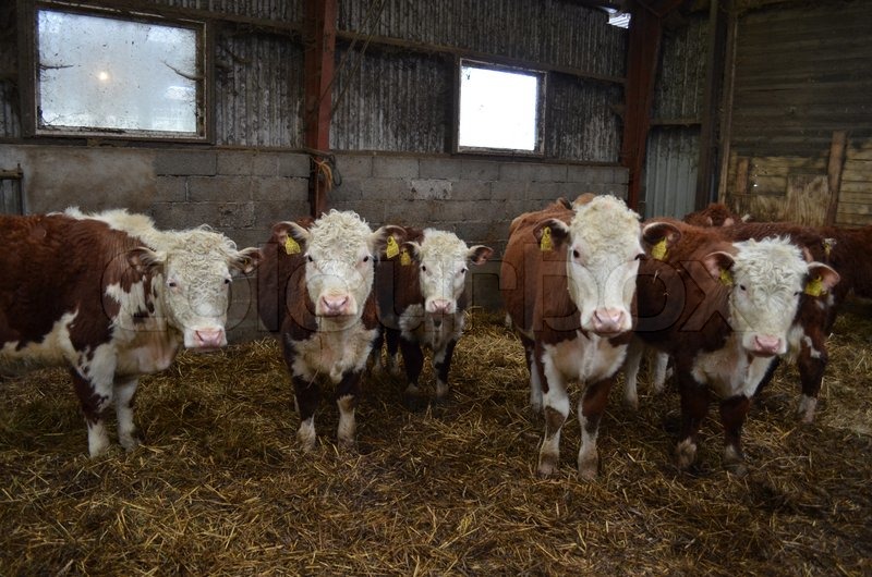 A bunch of cows on line looking ... | Stock image | Colourbox