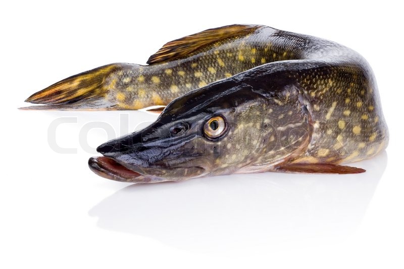 Frisk fisk gedde isoleret på hvid ... | Stock foto | Colourbox