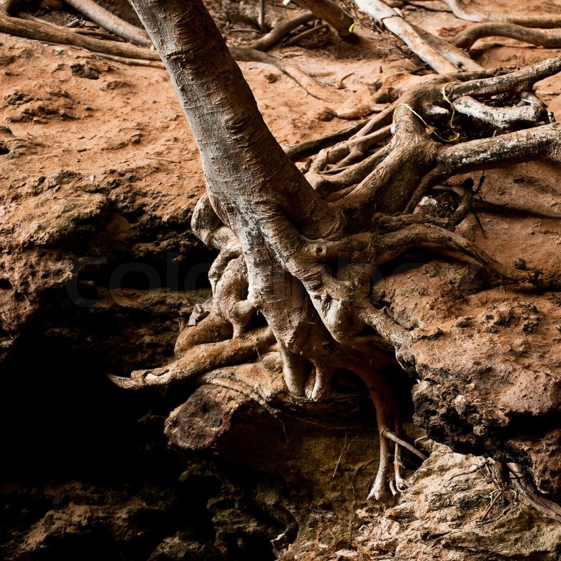 Roots of tree growing inside cave of ... | Stock image | Colourbox