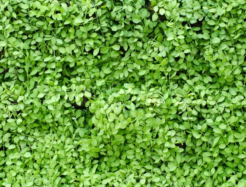 Grønne blade væg baggrund | Stock foto | Colourbox