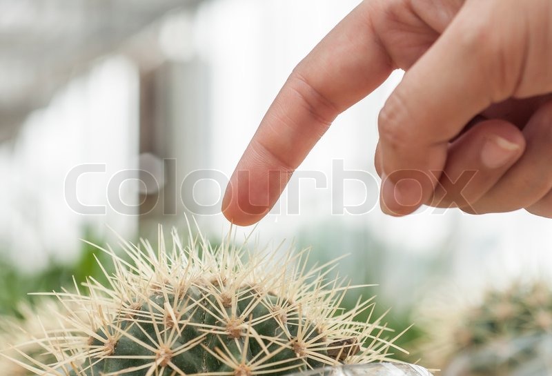 A finger close to a cactus. | Stock image | Colourbox
