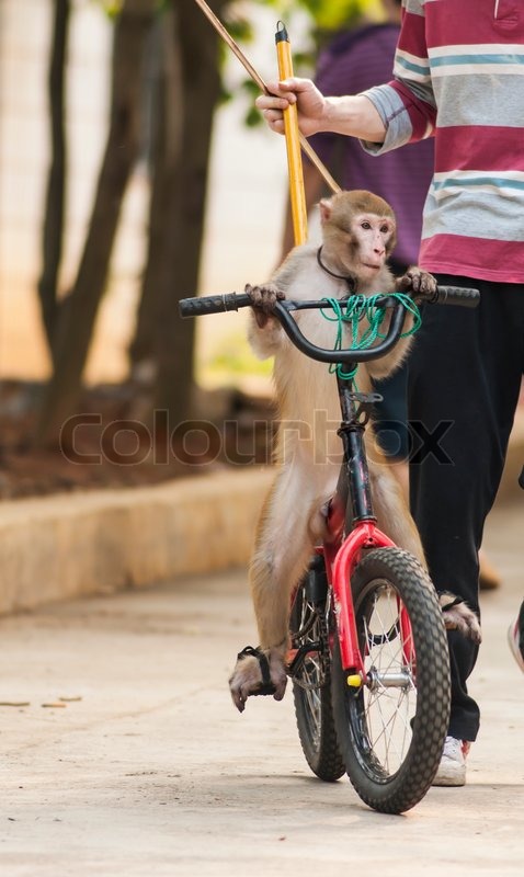 Monkey trained to ride a bike, circus | Stock image | Colourbox