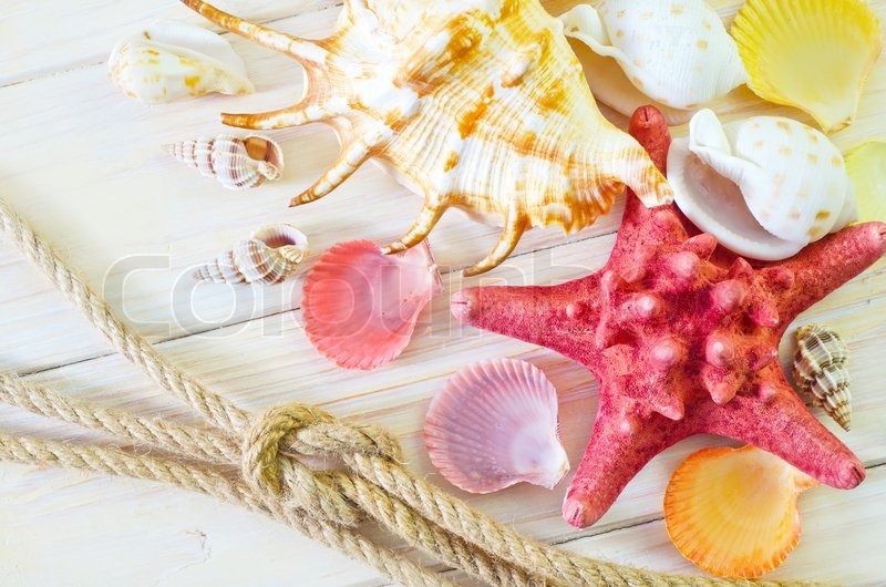 Muscheln | Stock Bild | Colourbox