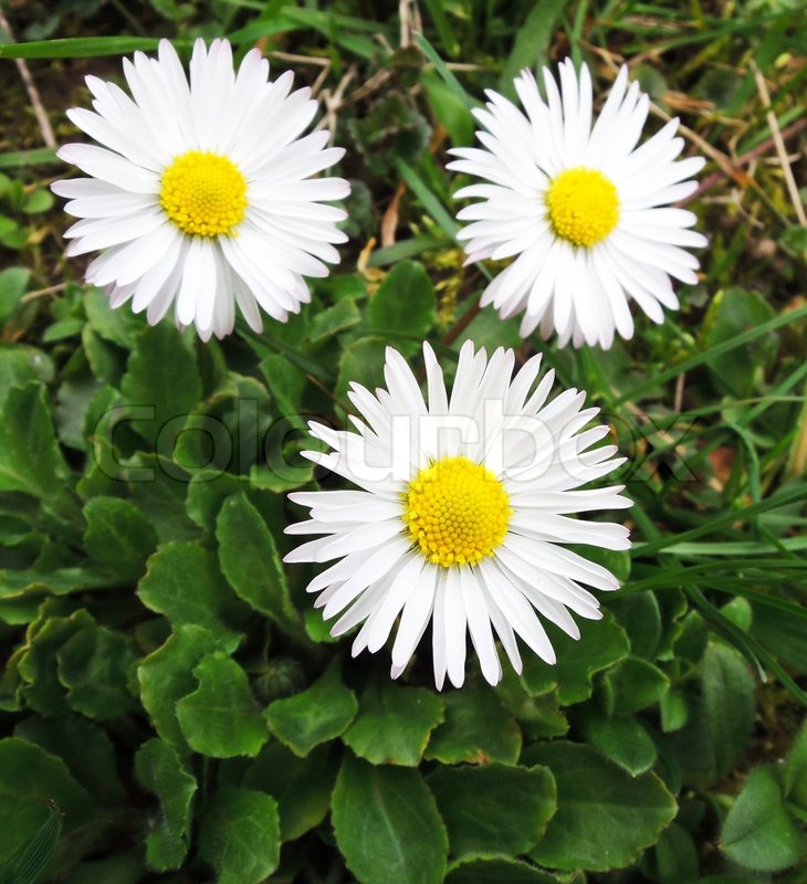 Daisy | Stock Photo | Colourbox
