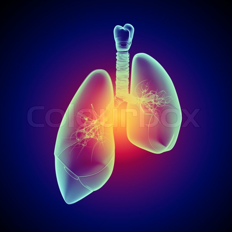 Schematische Darstellung der menschlichen Lunge | Stockfoto | Colourbox
