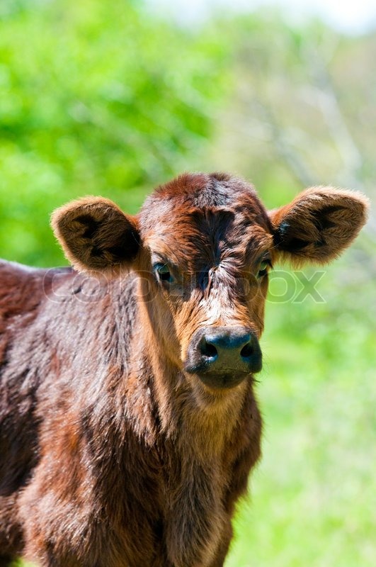 Baby Brown Calf