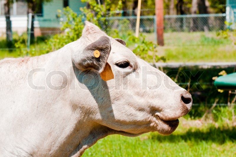 Happy and smiling white cow up-close | Stock image | Colourbox