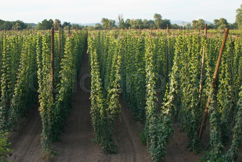 Hop garden | Stock image | Colourbox