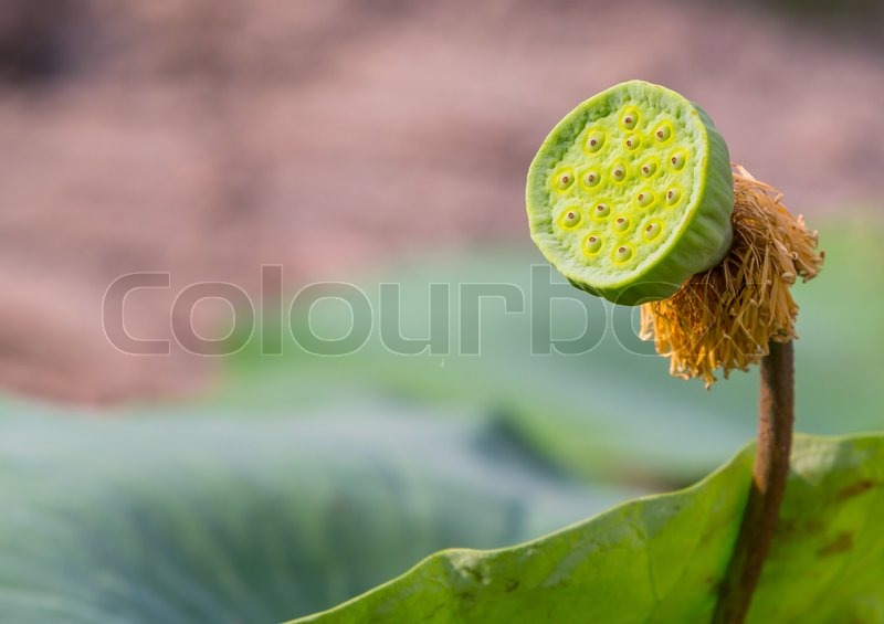 Young Lotus seed pod with green color ... | Stock image | Colourbox