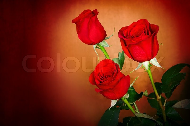 Composition three roses on a background | Stock image | Colourbox