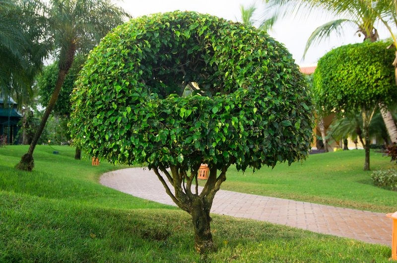 Baum | Stock Bild | Colourbox