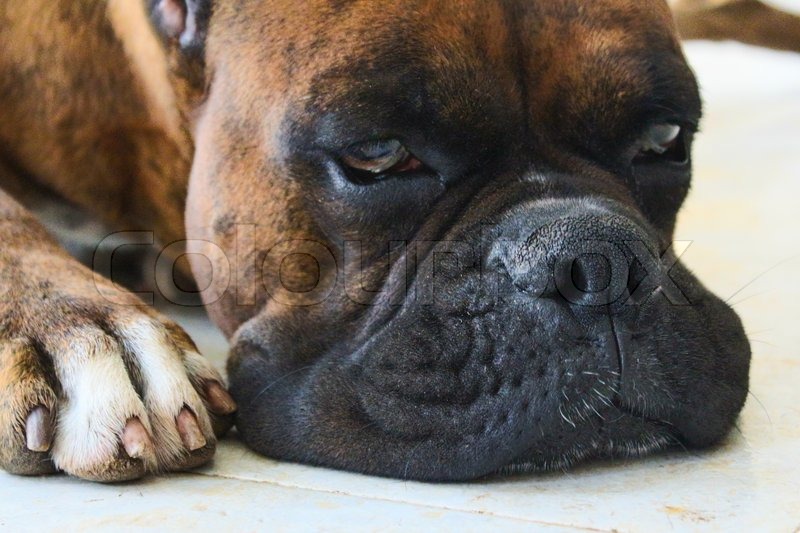 Purebred Boxer dog head shot | Stock image | Colourbox