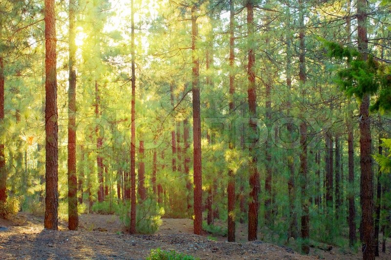 Pine forest | Stock Photo | Colourbox