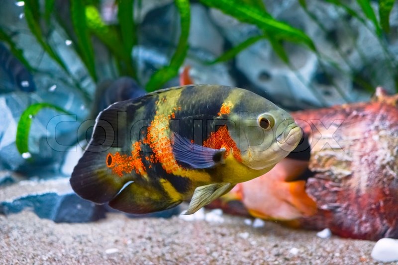 Oscar fish in aquarium | Stock image | Colourbox