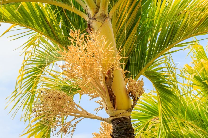 Adonidia merrillii | Stock Photo | Colourbox