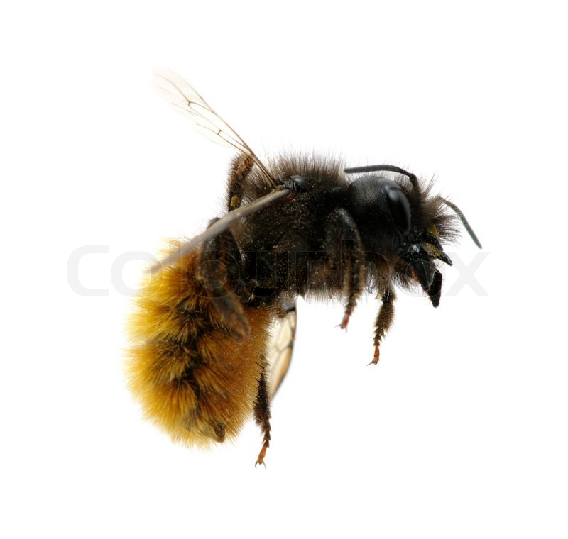 Hummel | Stock Bild | Colourbox
