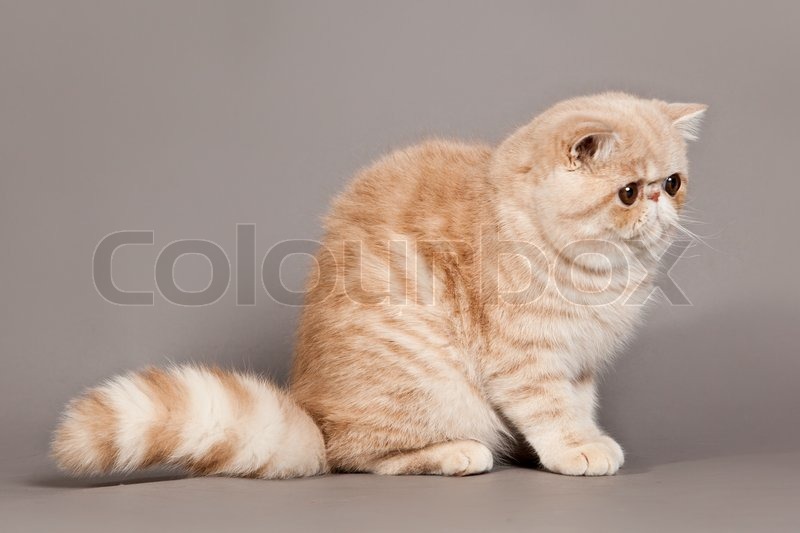 Exotic Shorthair Grey