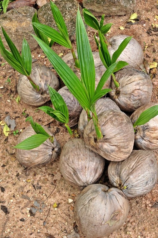 Coconut sprout | Stock image | Colourbox