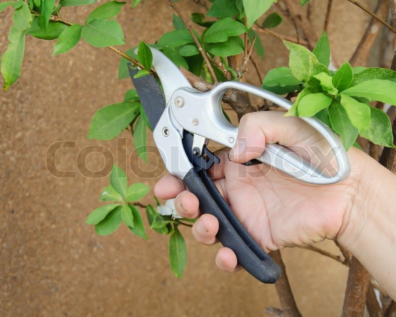 Cutting the branch with the pruning ... | Stock image | Colourbox