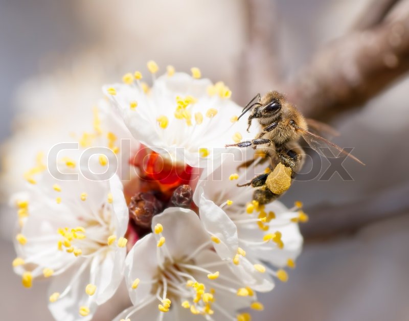 Biene sammelt Honig auf einer Blume | Stock Bild | Colourbox