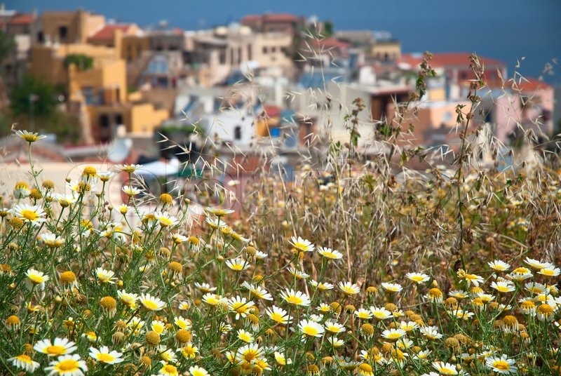White flowers with Chania town houses ... | Stock image | Colourbox