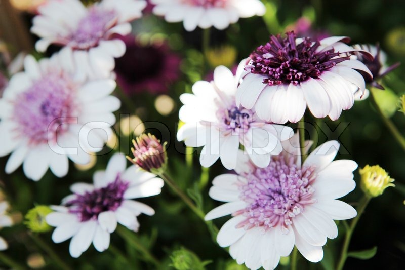 Blumen | Stock Bild | Colourbox
