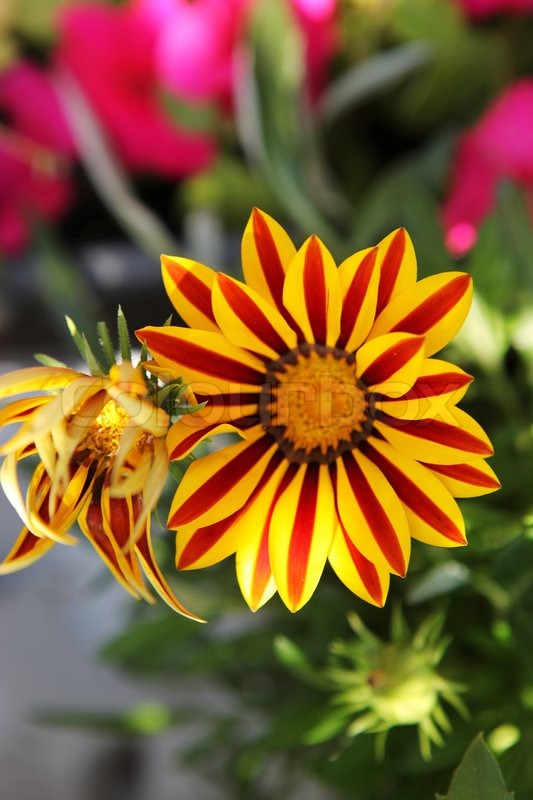 Blumen | Stock Bild | Colourbox