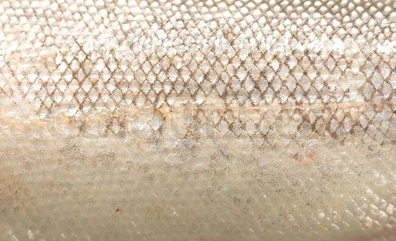 Fischschuppen | Stock Bild | Colourbox