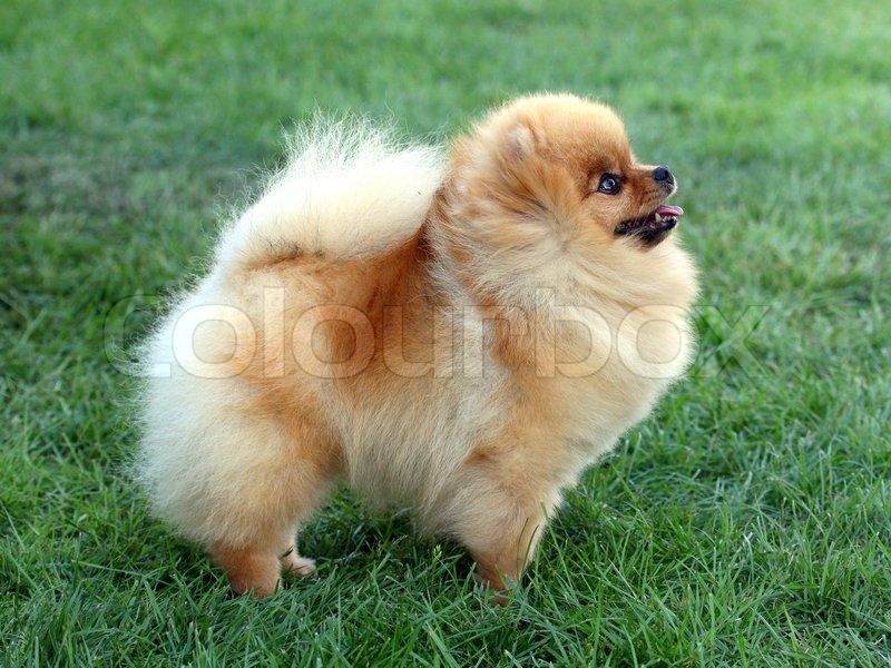The lovely Pomeranian dog on the green ... | Stock image | Colourbox