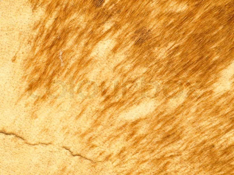 Cow skin texture background | Stock image | Colourbox