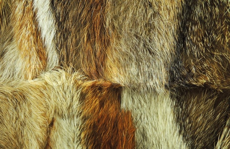 Fox fur texture | Stock image | Colourbox