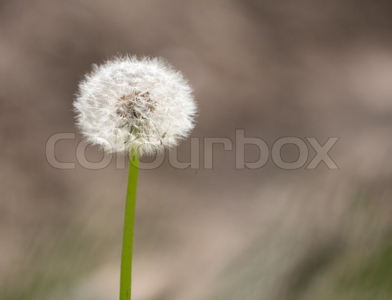 Dandelion on nature | Stock Photo | Colourbox
