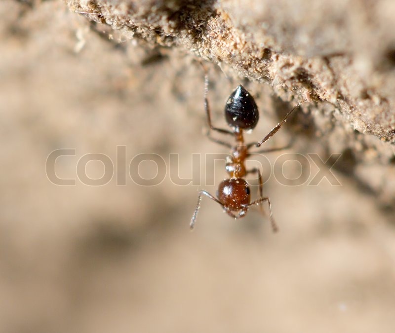 Kleinen Ameisen in der Natur Makro | Stock Bild | Colourbox