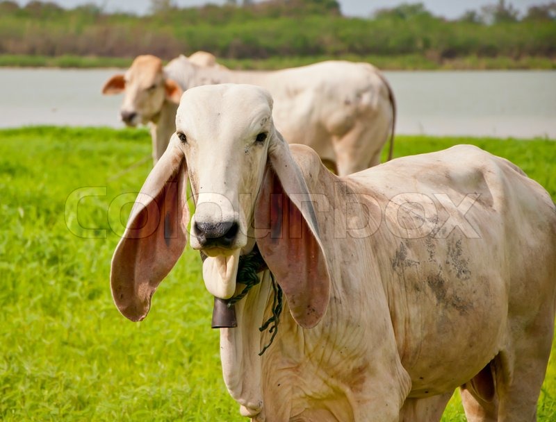 Asian cow | Stock image | Colourbox
