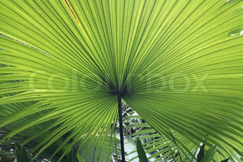 Tekstur på palme blade | Stock foto | Colourbox