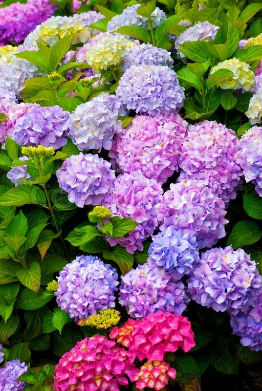 Multi Colored Hydrangea Bush Med Blooms | Stock foto | Colourbox