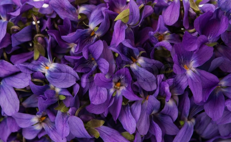 Blomster violer | Stock foto | Colourbox