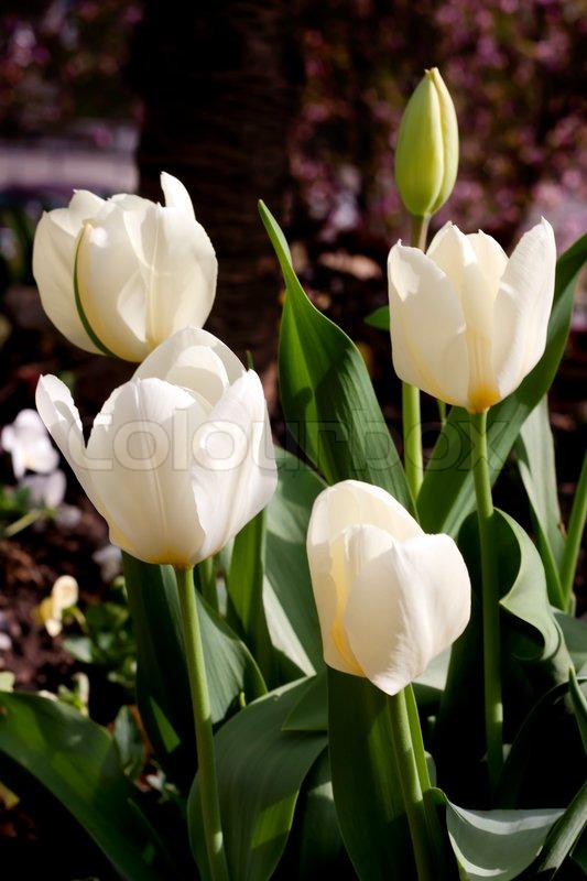 White Tulip Flowers