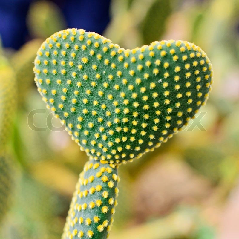 Heart shaped cactus Opuntia rufida ... | Stock image | Colourbox