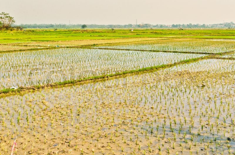 Reis Farm , Thailand Bauernhof | Stock Bild | Colourbox