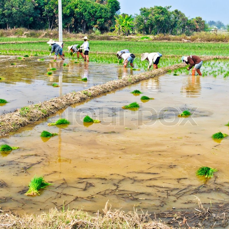 Reis Bauern pflanzen Reis auf dem Feld, ... | Stock Bild | Colourbox
