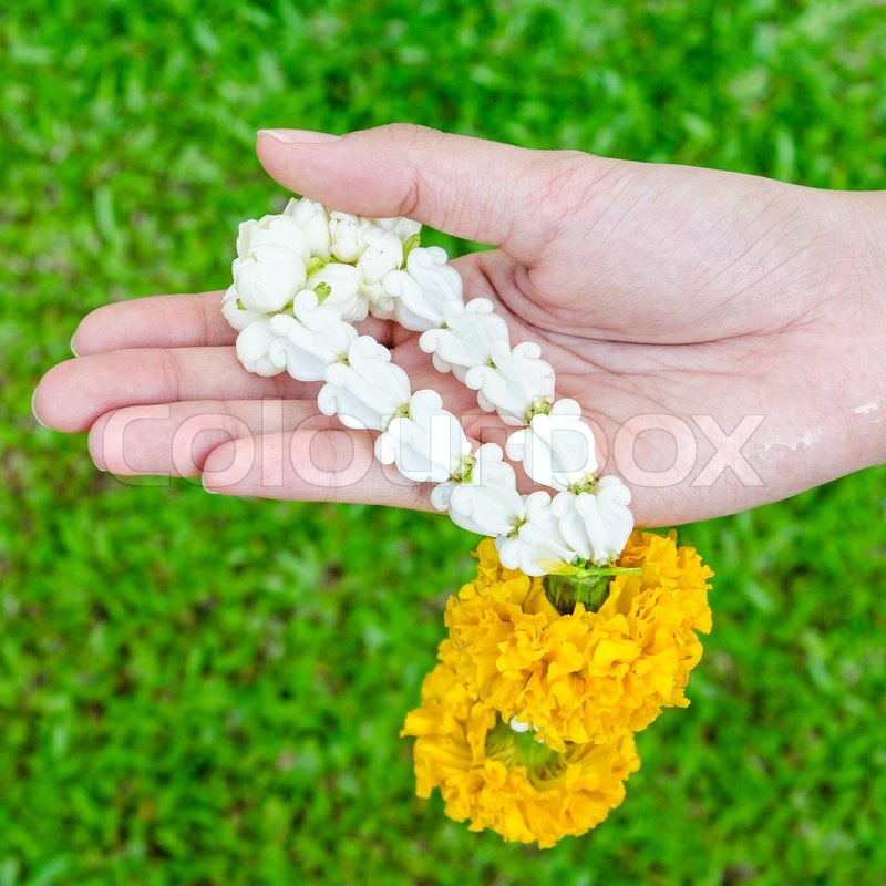 Thai Flower Garlet on hand | Stock image | Colourbox