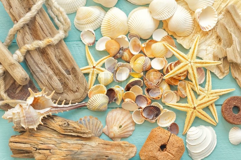 Muscheln | Stock Bild | Colourbox