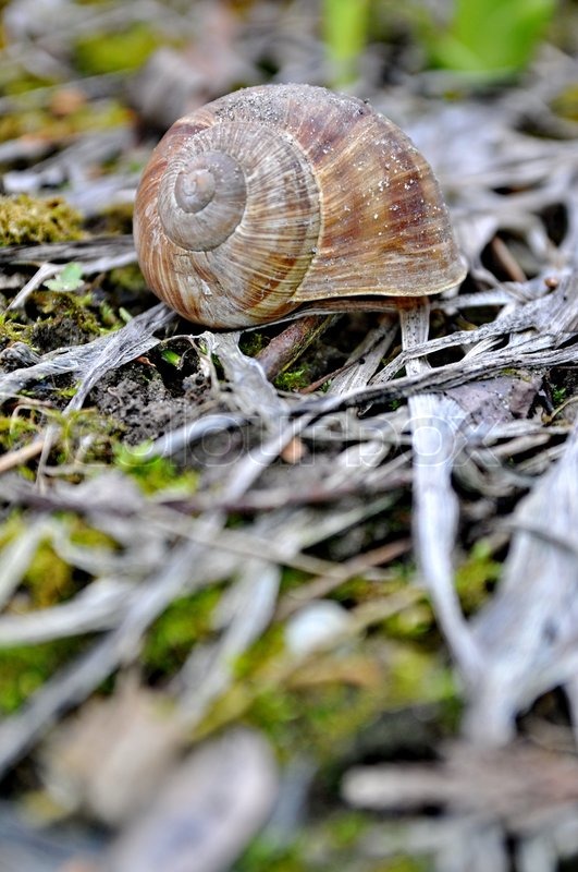 Snail in the forrest | Stock image | Colourbox