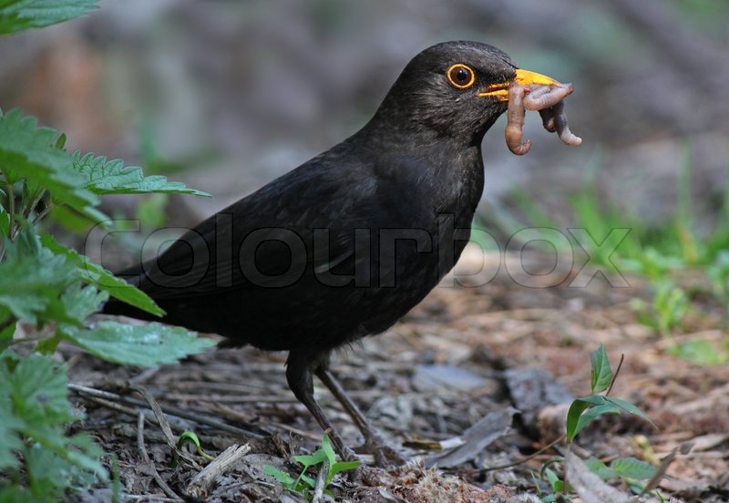 Close up of blackbird eating worm | Stock image | Colourbox